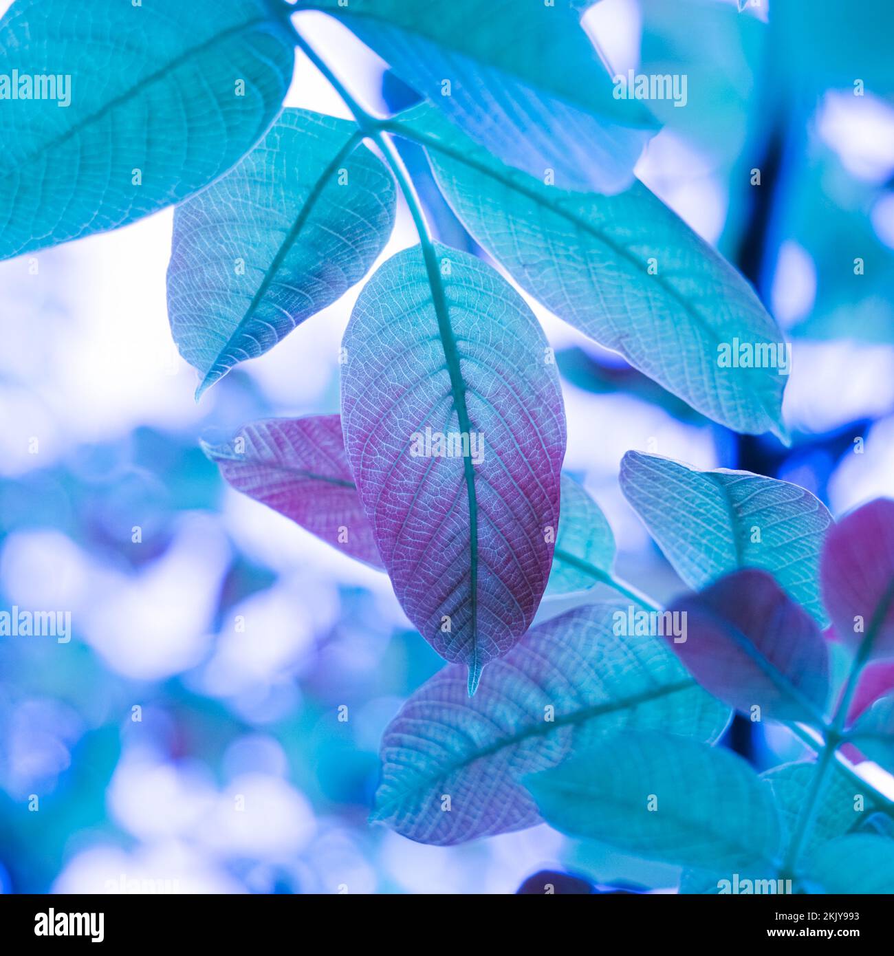 Blue leaves hi-res stock photography and images - Alamy