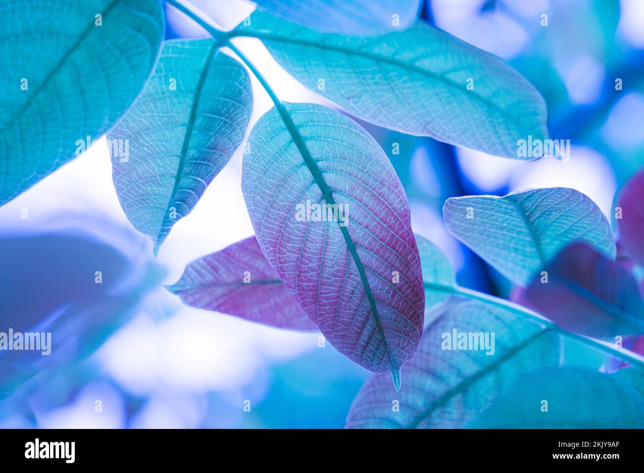 blue tree leaves in autumn season, blue background Stock Photo - Alamy