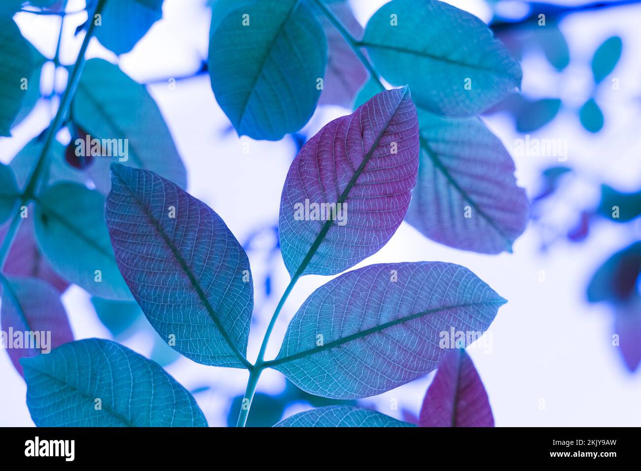 blue tree leaves in autumn season, blue background Stock Photo - Alamy