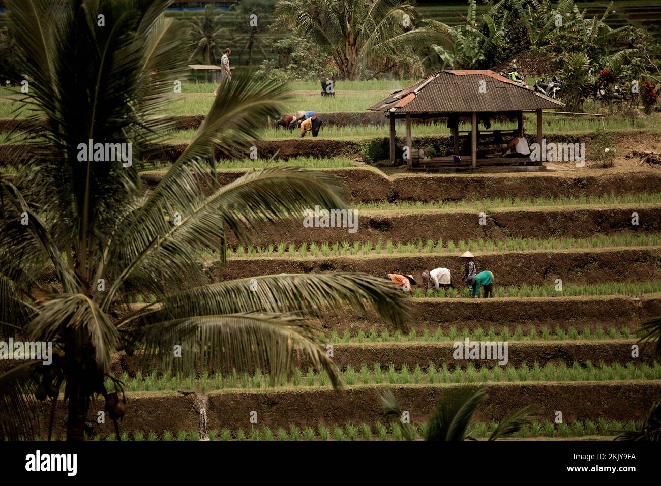 rice teresses. high quality photo Stock Photo - Alamy