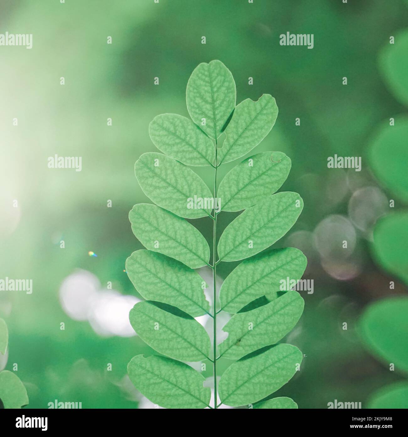 green tree leaves in springtime, green background Stock Photo - Alamy
