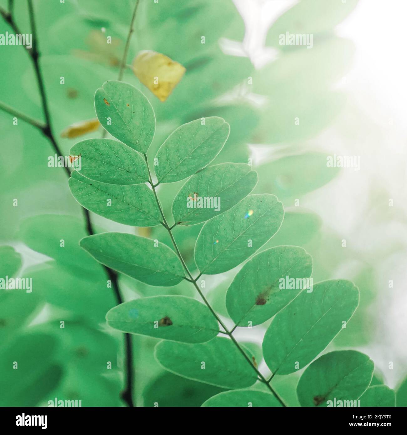green tree leaves in springtime, green background Stock Photo - Alamy