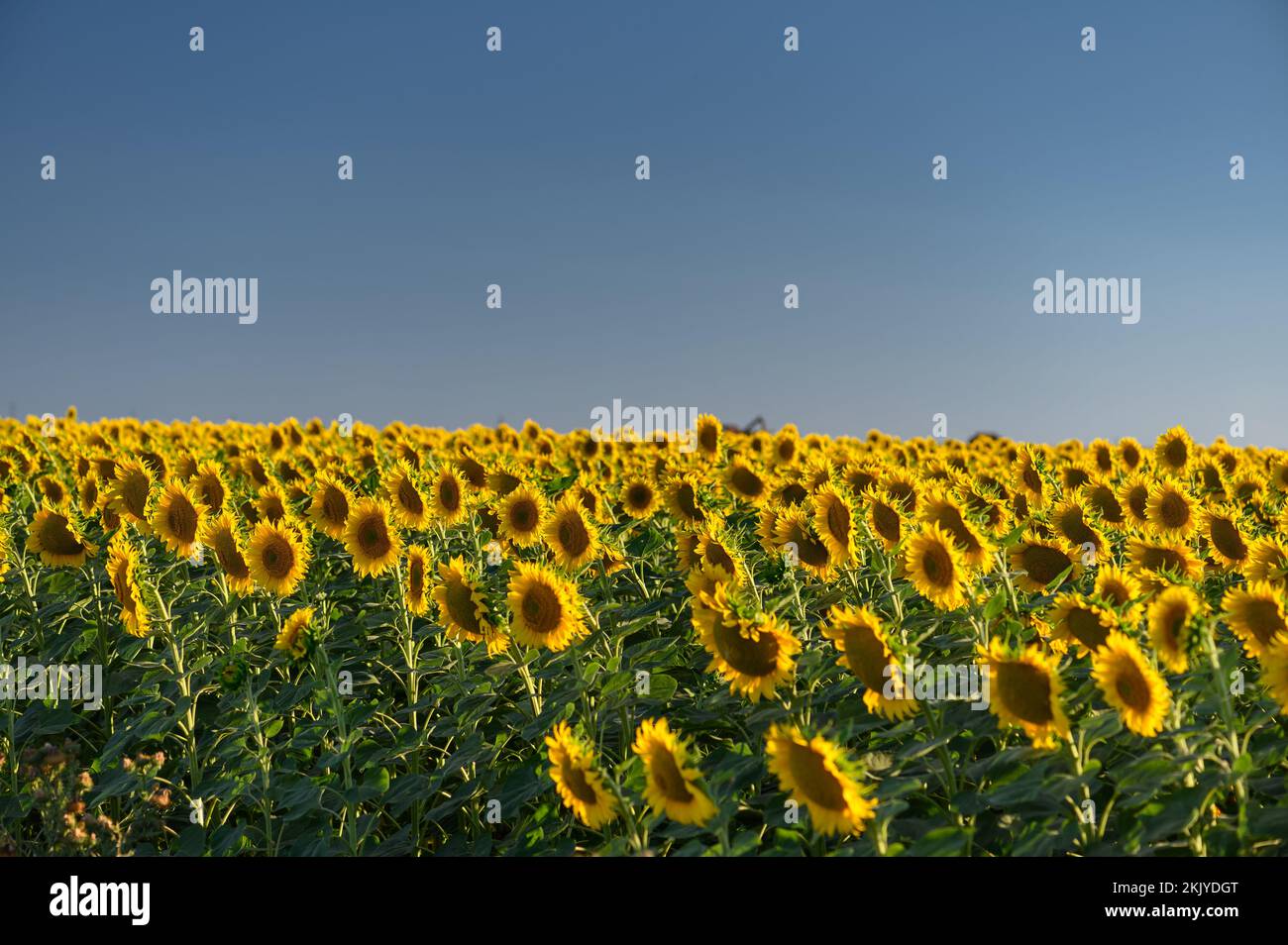 Beautiful sunflowers in the field natural background, Sunflower ...