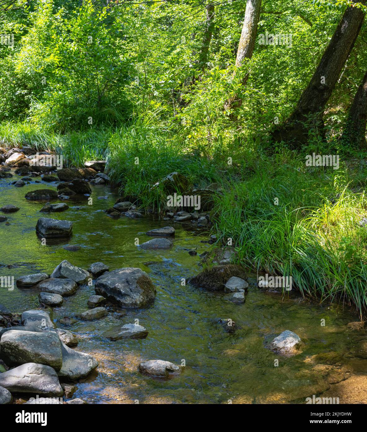 A forest protected with pebble stones and trees in Kirklareli city ...