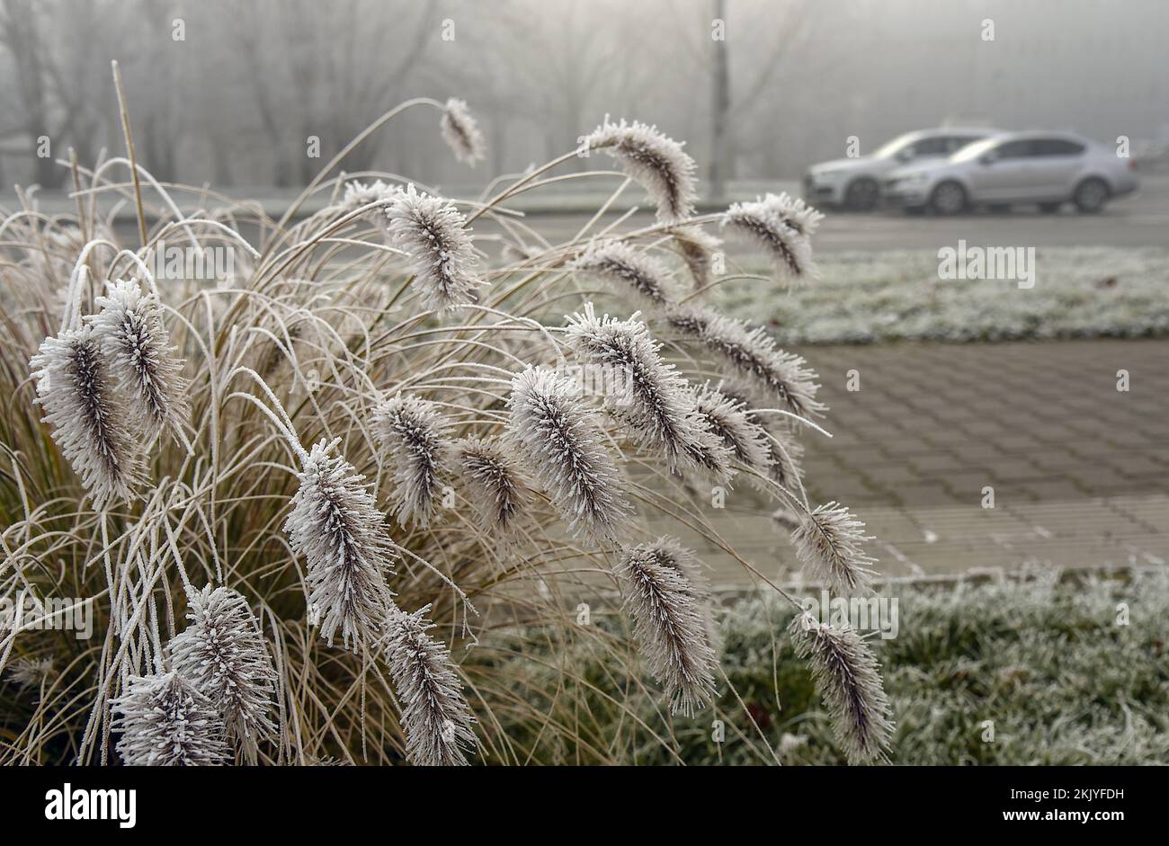 Ornamental grass, Dochan, Pennisetum alopecuroides on Novinarska Street ...