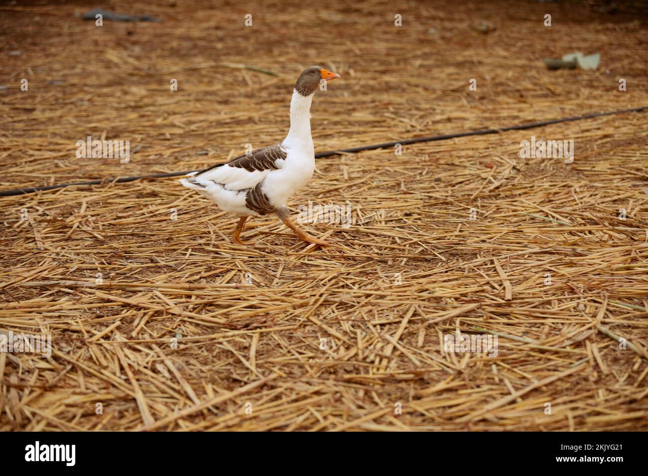 The scania goose hi-res stock photography and images - Alamy