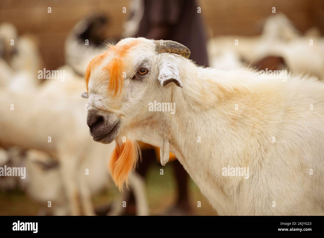 Somali goat hi-res stock photography and images - Alamy
