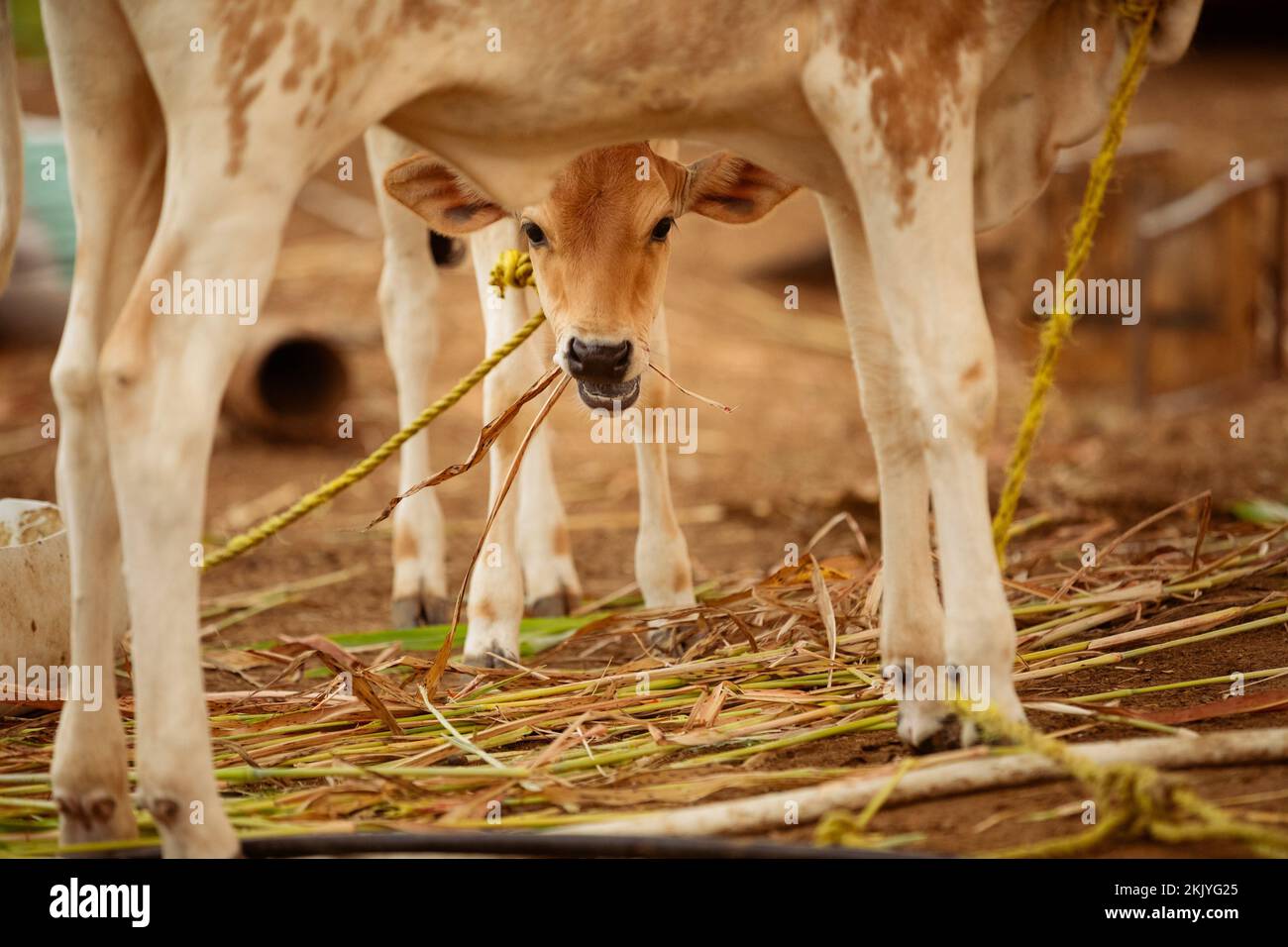 A view of a calf eating hay straw on a farmland Stock Photo - Alamy