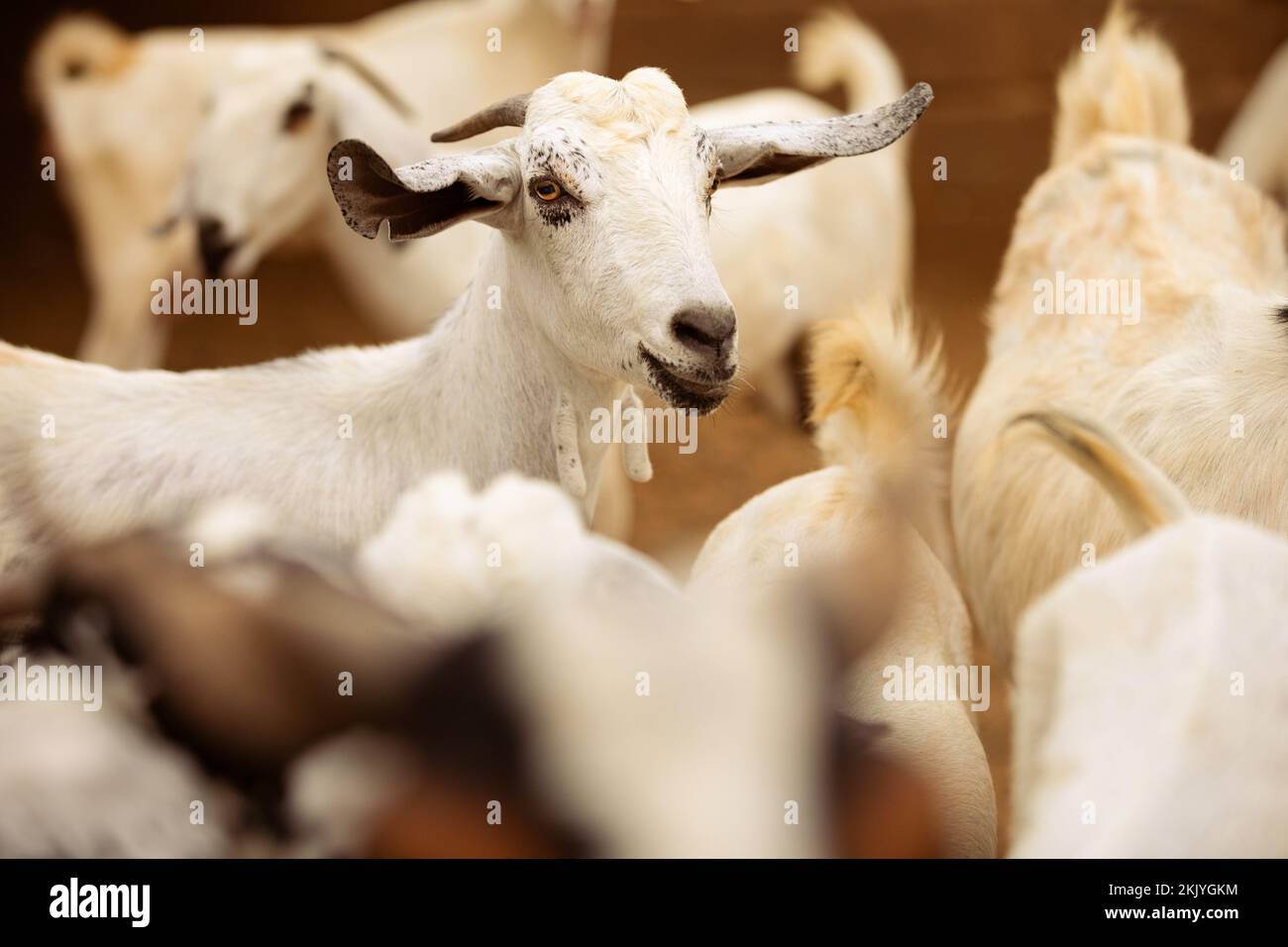 Sahelian hi-res stock photography and images - Alamy