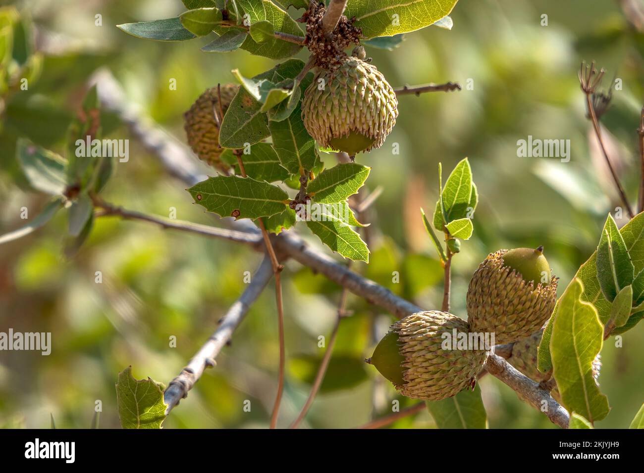 Branches of a Tabor oak tree with mature acorns close up between green ...