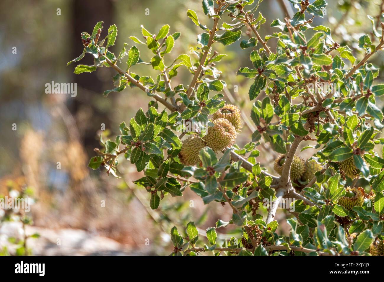 Branches of a Tabor oak tree with mature acorns close up between green ...