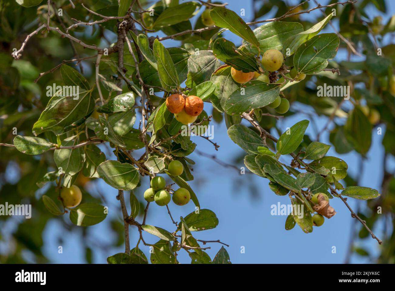 Ripening Ziziphus spina-christi Fruits among leaves close up. Israel ...