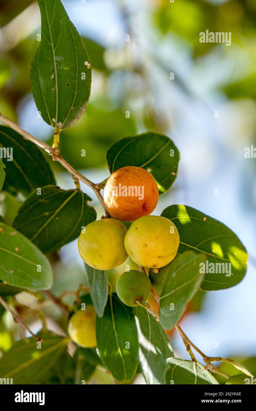 Ziziphus spina christi hi-res stock photography and images - Alamy