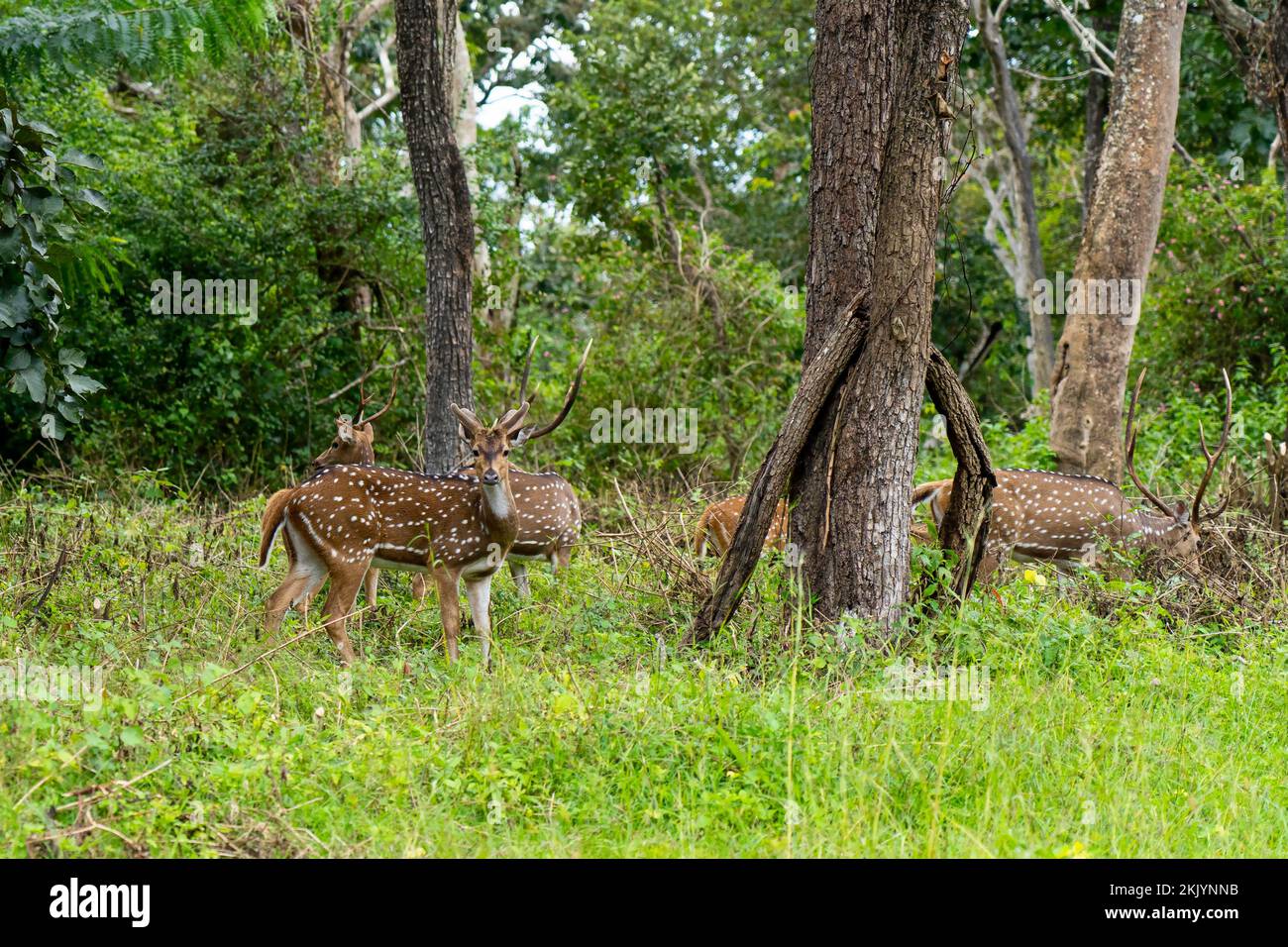 Bandipur National Park the Wildlife Riches in South Karnataka, India ...