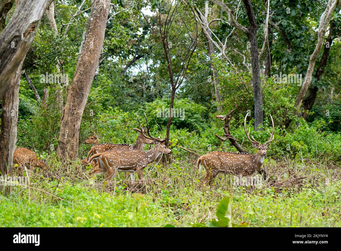 Bandipur National Park the Wildlife Riches in South Karnataka, India ...