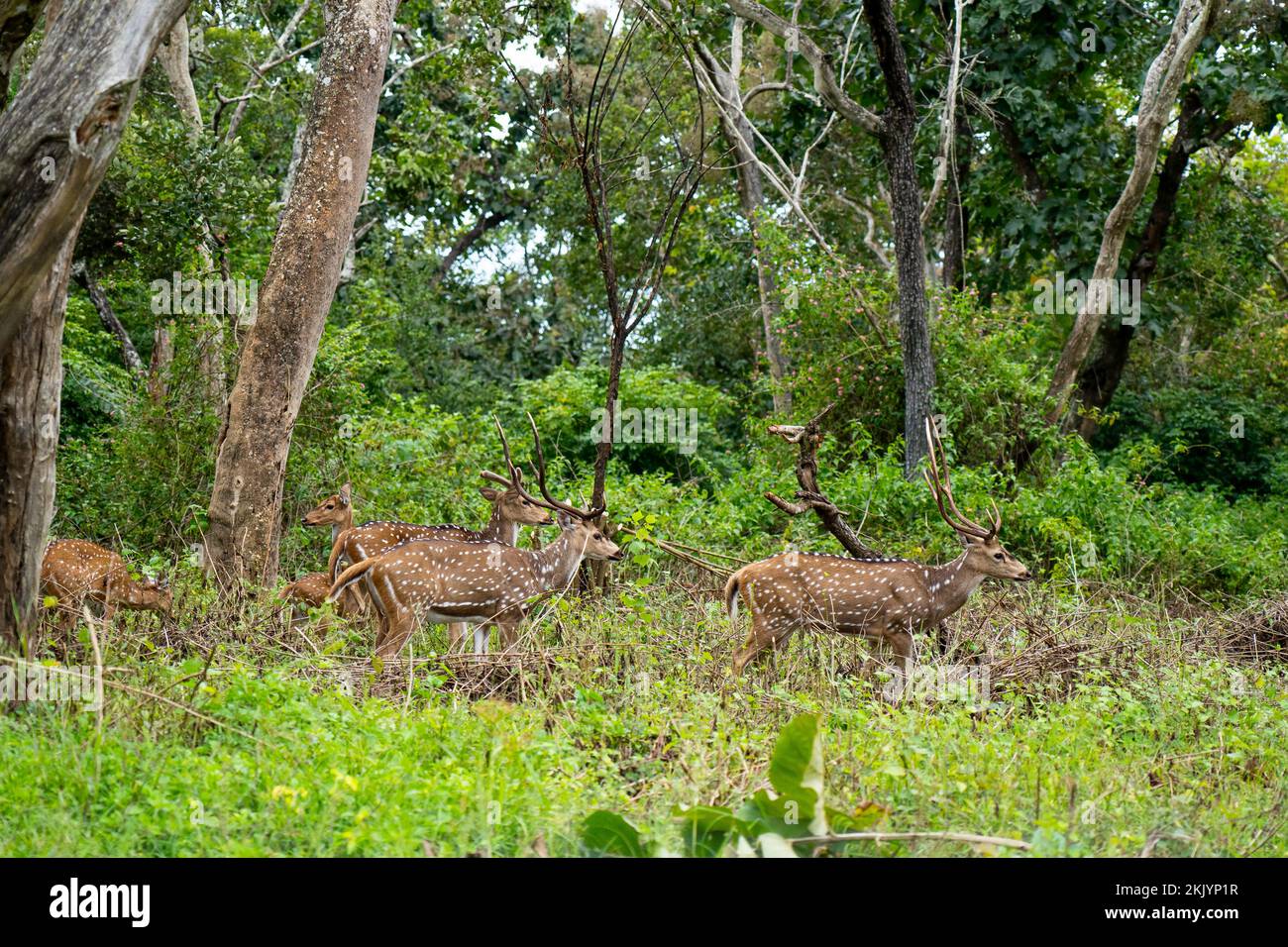 Bandipur National Park the Wildlife Riches in South Karnataka, India ...