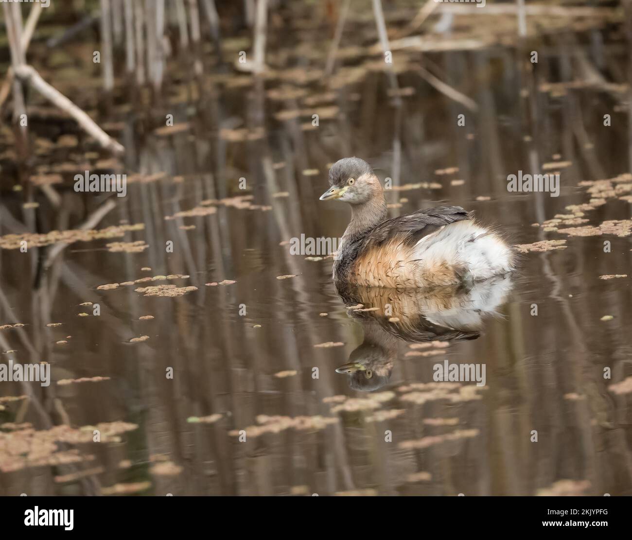 The Australasian grebe (Tachybaptus novaehollandiae) is a small ...