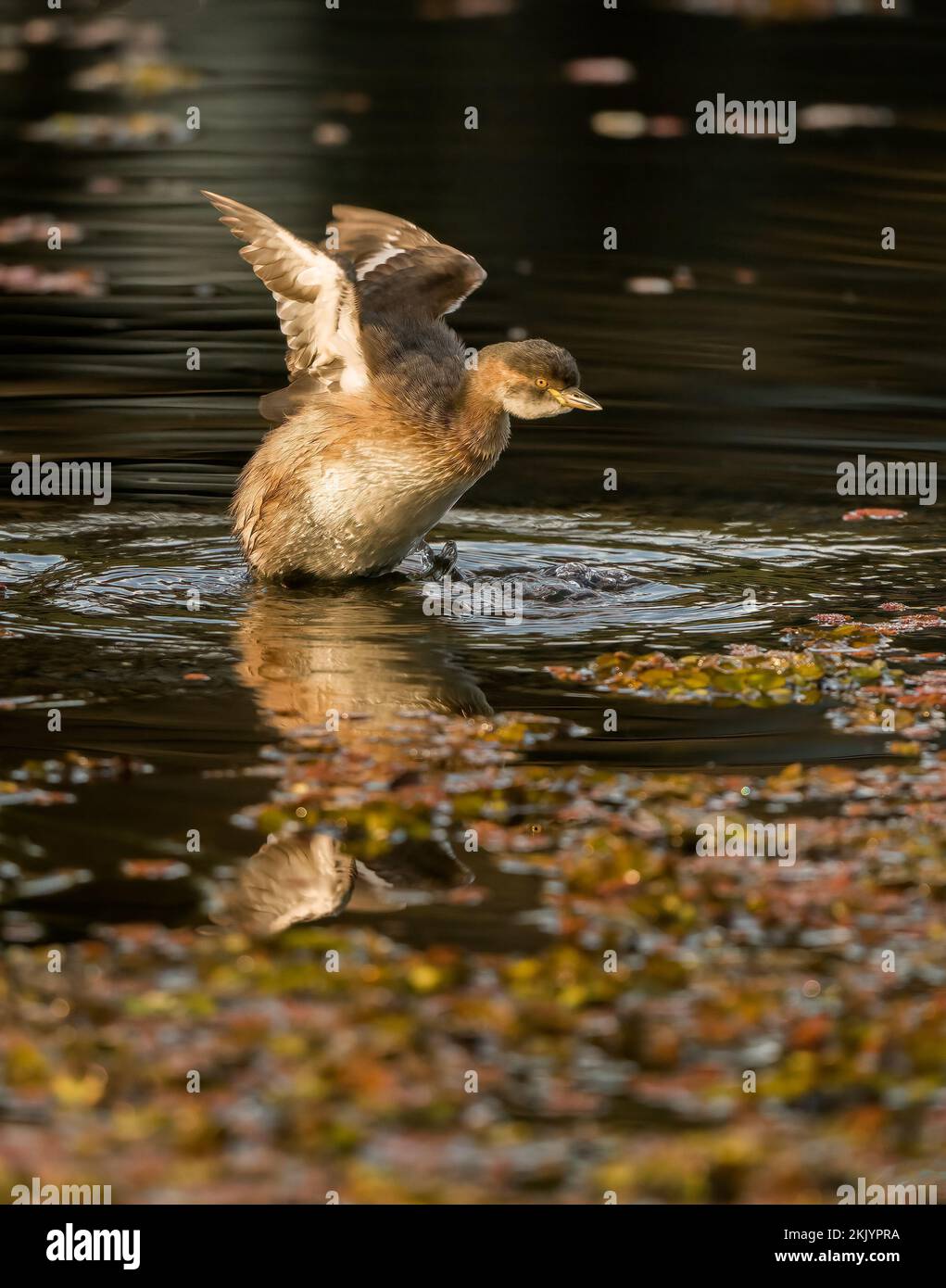 The Australasian grebe (Tachybaptus novaehollandiae) is a small ...
