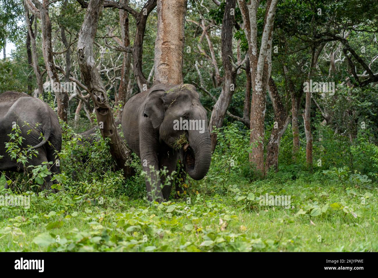 Bandipur National Park the Wildlife Riches in South Karnataka, India ...