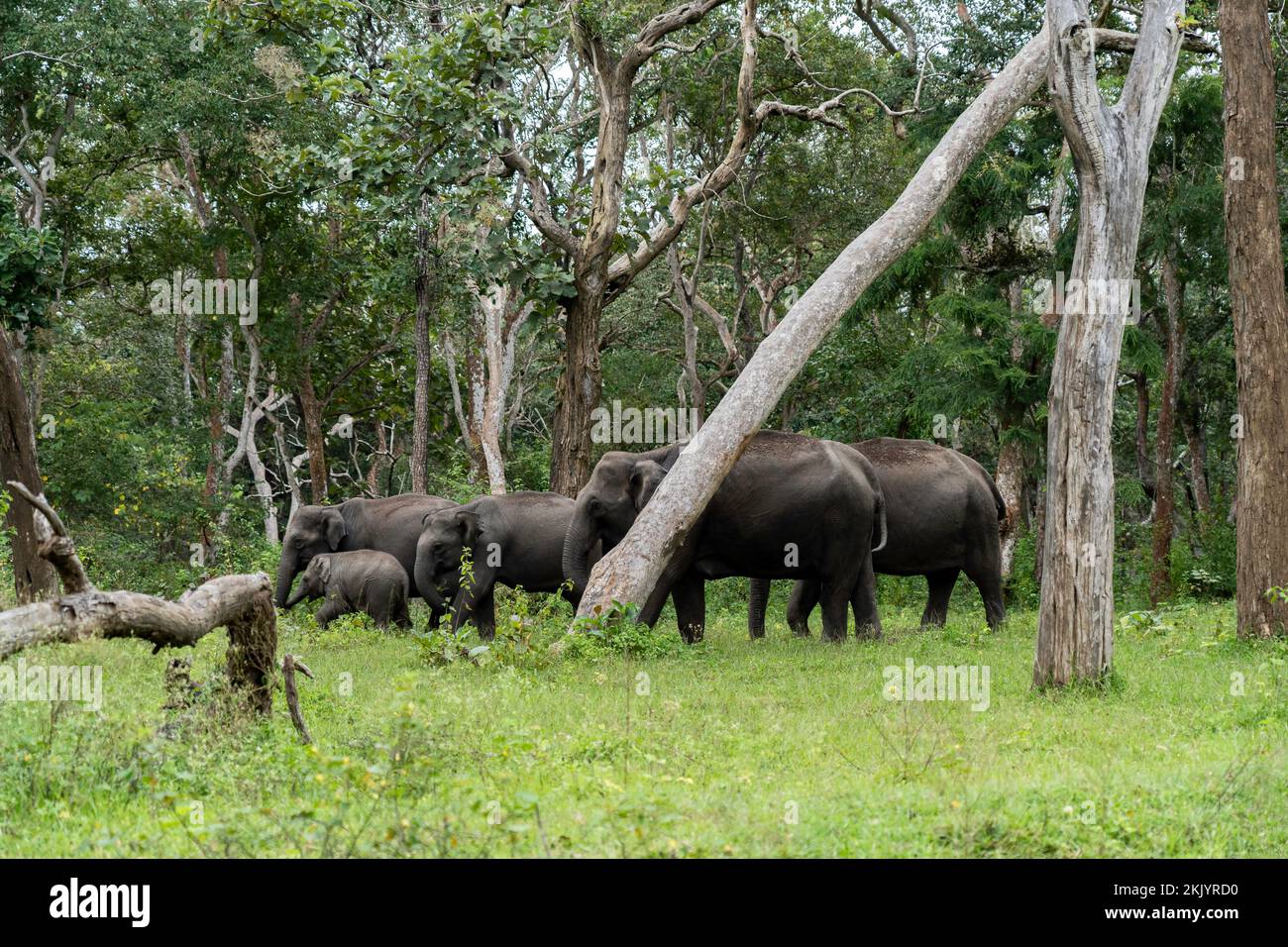 Bandipur National Park the Wildlife Riches in South Karnataka, India ...