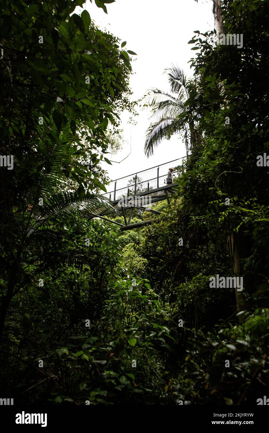Tamborine skywalk hi-res stock photography and images - Alamy