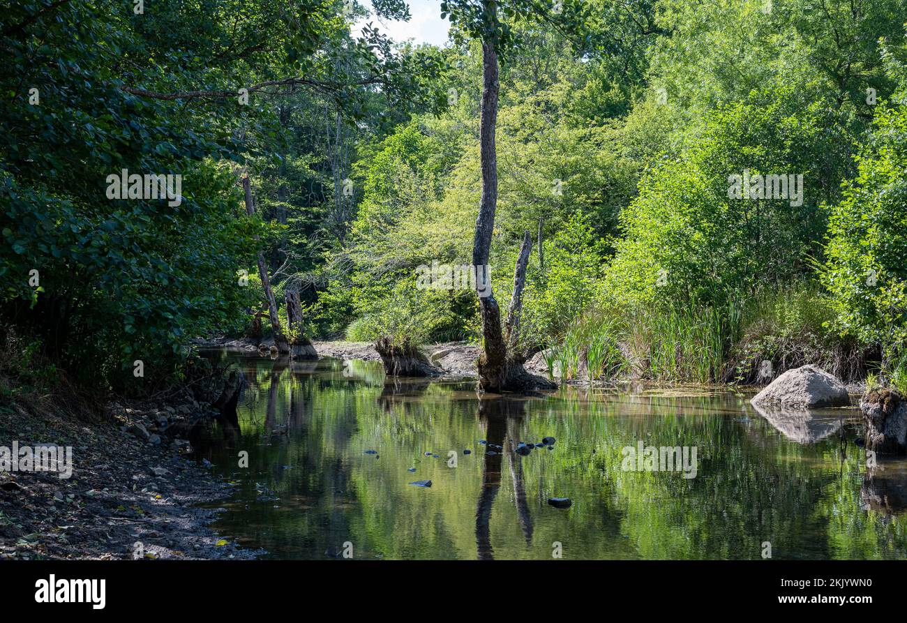 A floodplain forest protected with pebble stones and trees in ...