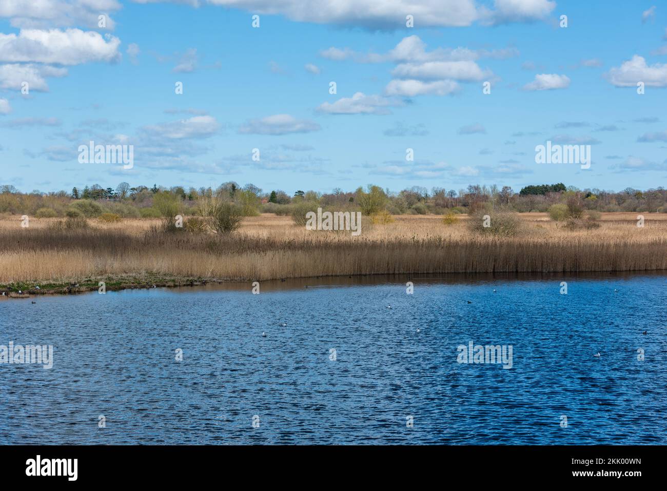 Water and reedbed scene on a bright day at strumpshaw Fen in the ...