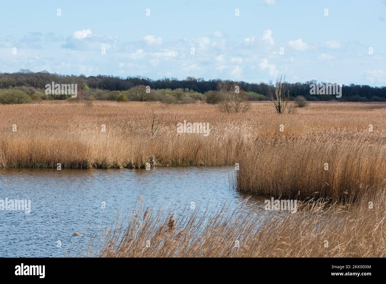 Reedbeds and waterways on a bright day at Strumpshaw Fen in the Norfolk ...