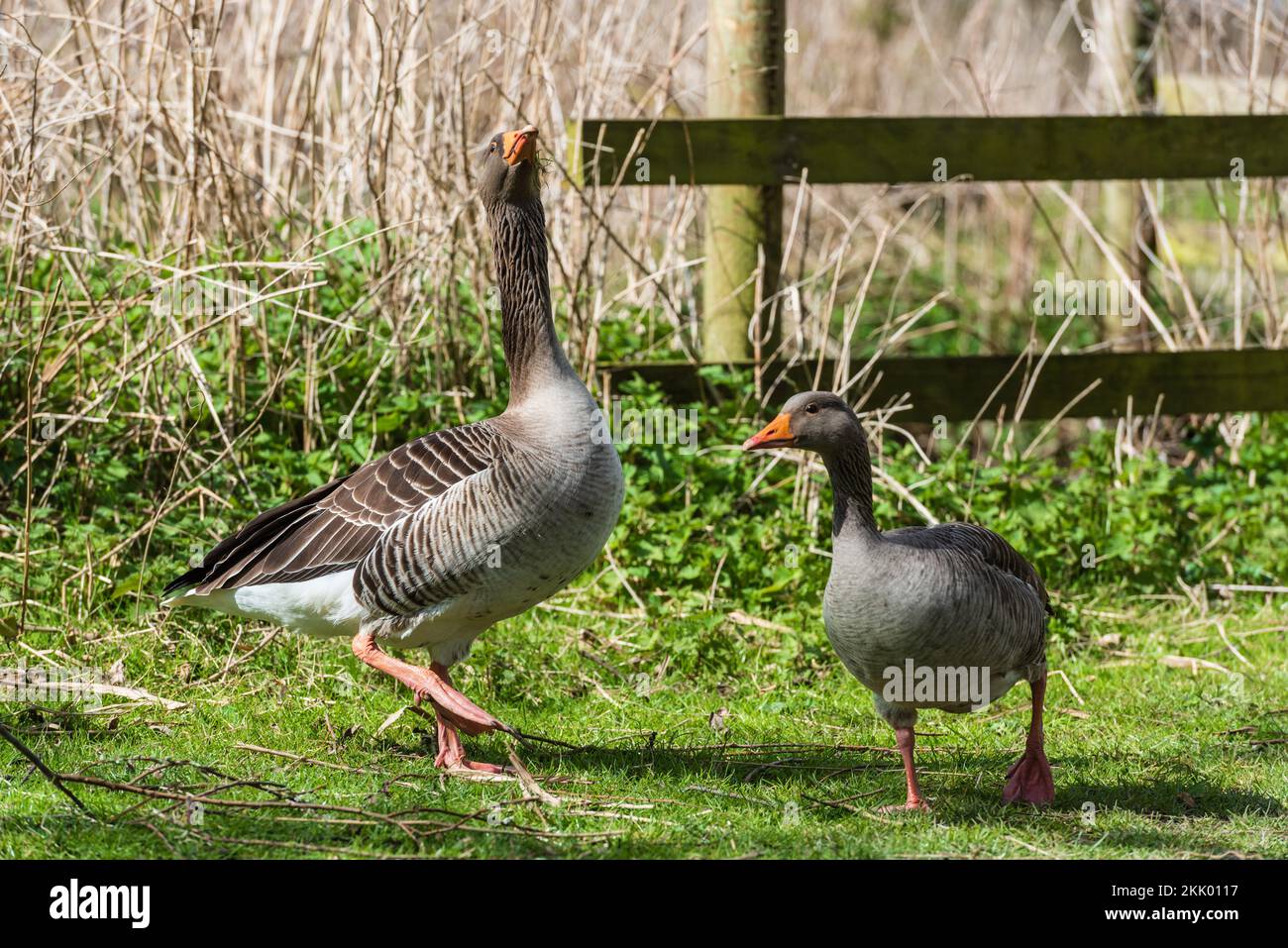 Anser Anser - Two greylag geese walking along a grassy path on a sunny ...