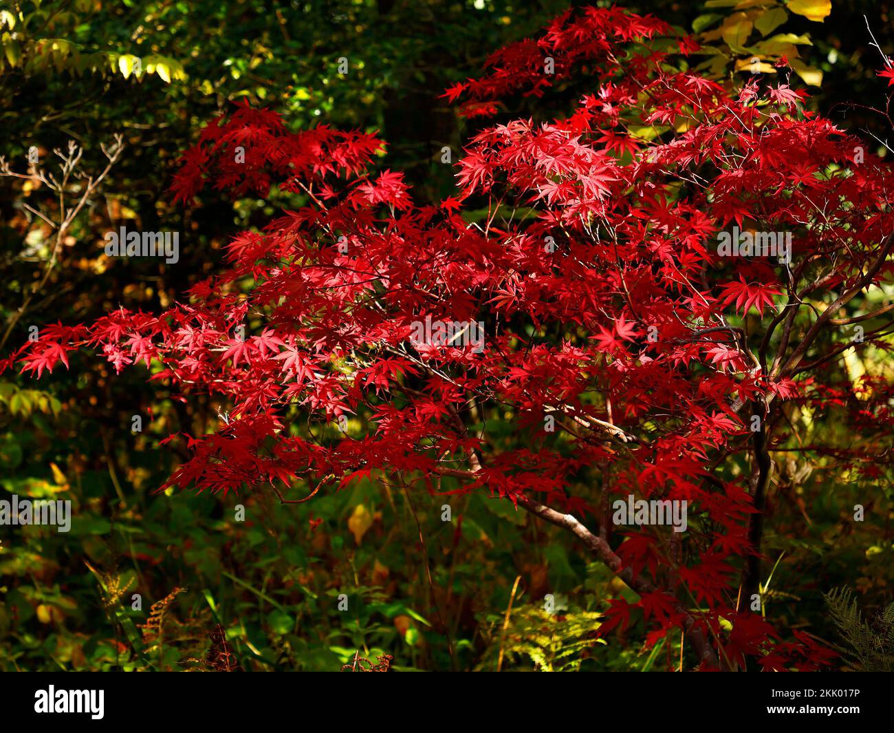 Close up of the fiery red autumn leaves of the deciduous perennial ...