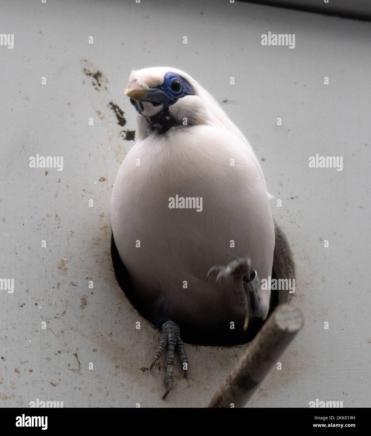 Bali myna nest hi-res stock photography and images - Alamy