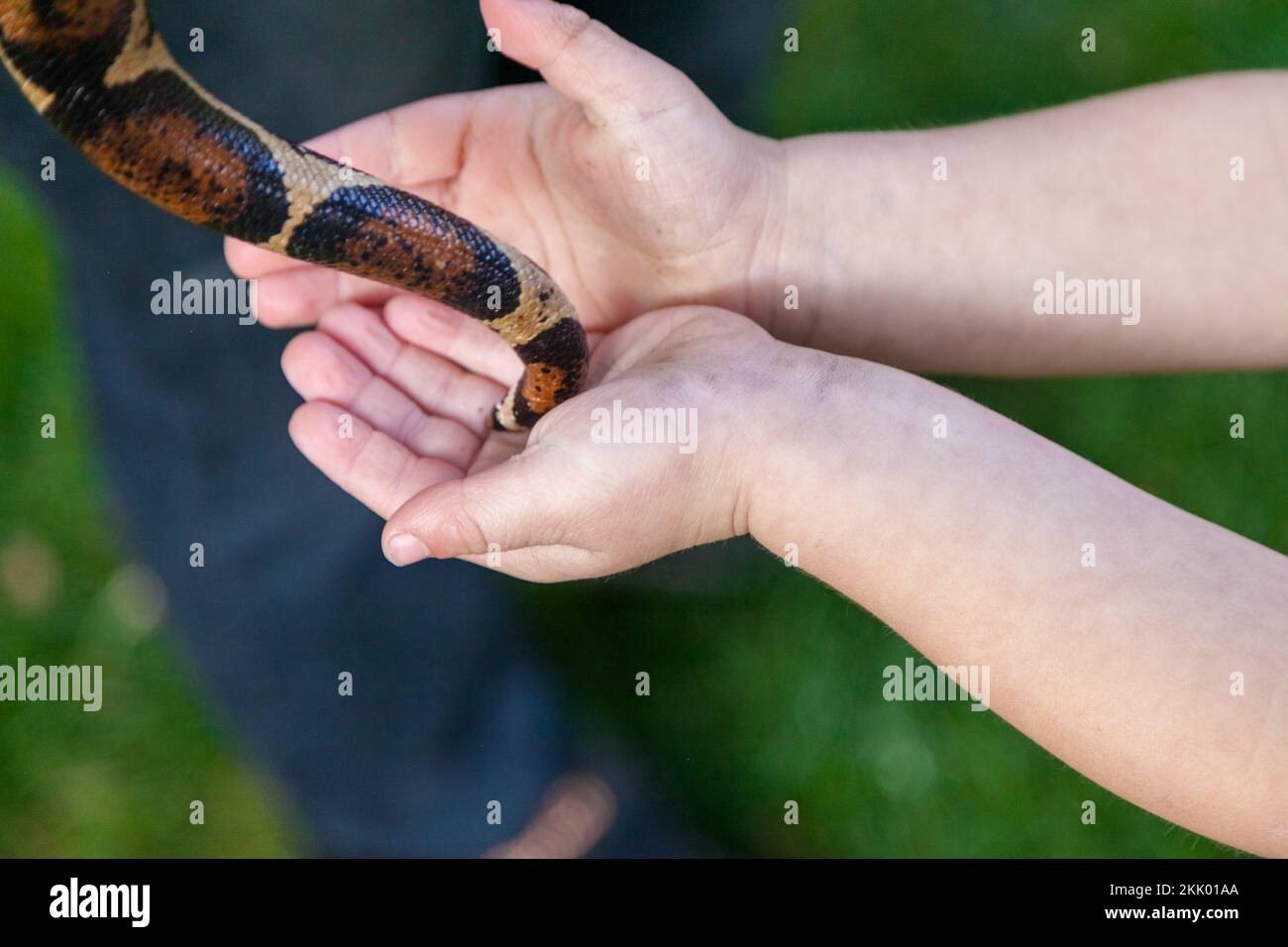 Friendly pet snake hi-res stock photography and images - Alamy