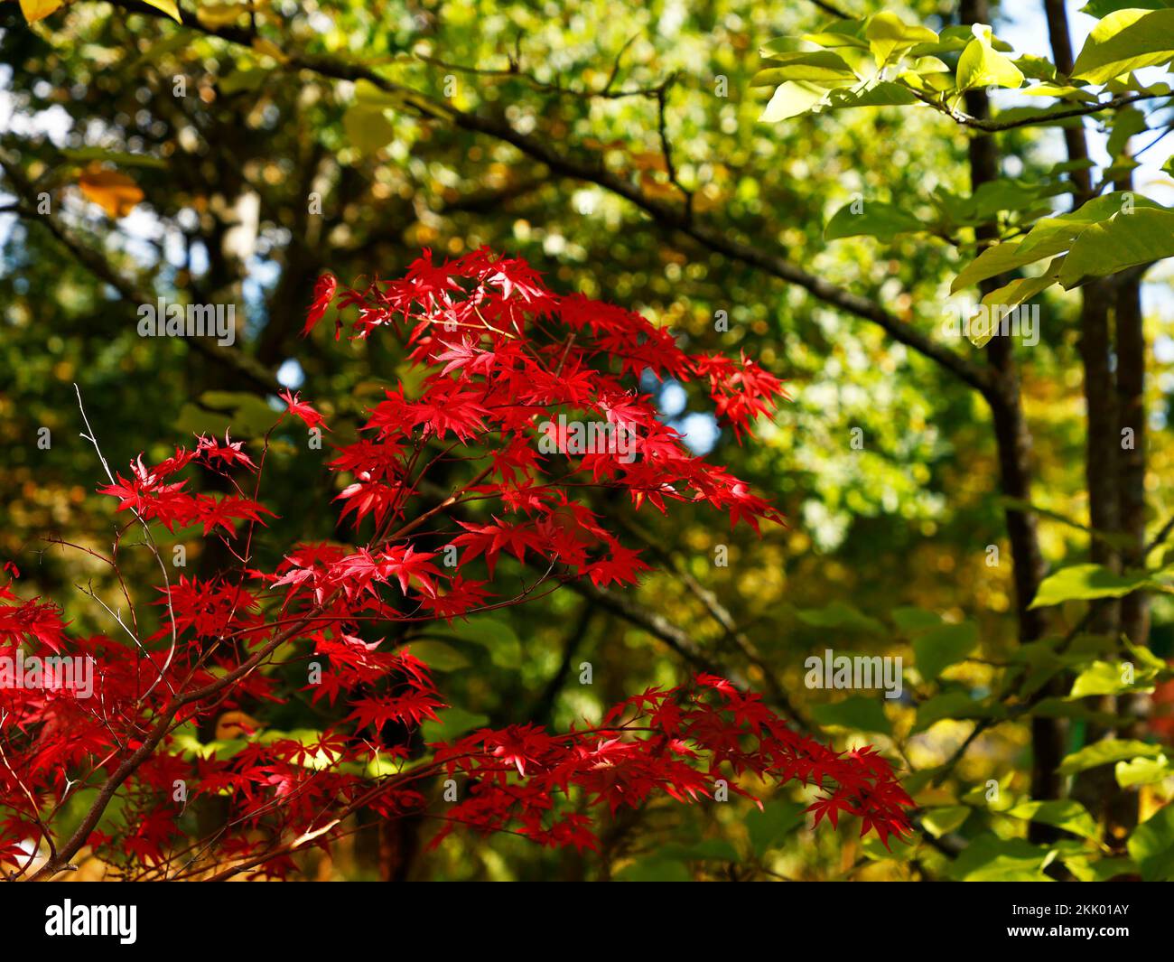 Close up of the fiery red autumn leaves of the deciduous perennial ...