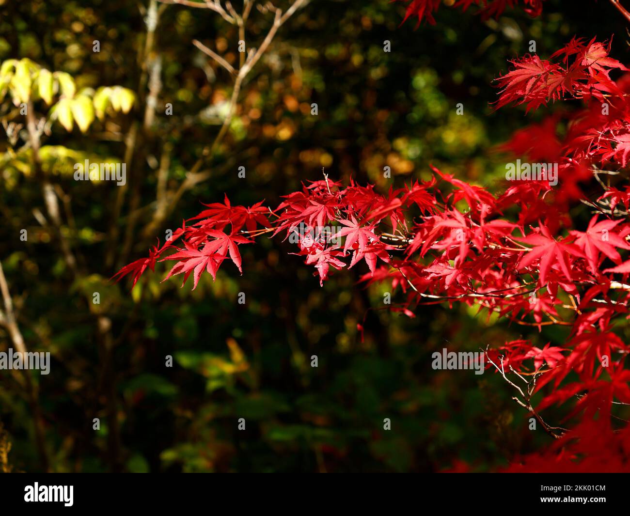 Close up of the fiery red autumn leaves of the deciduous perennial ...
