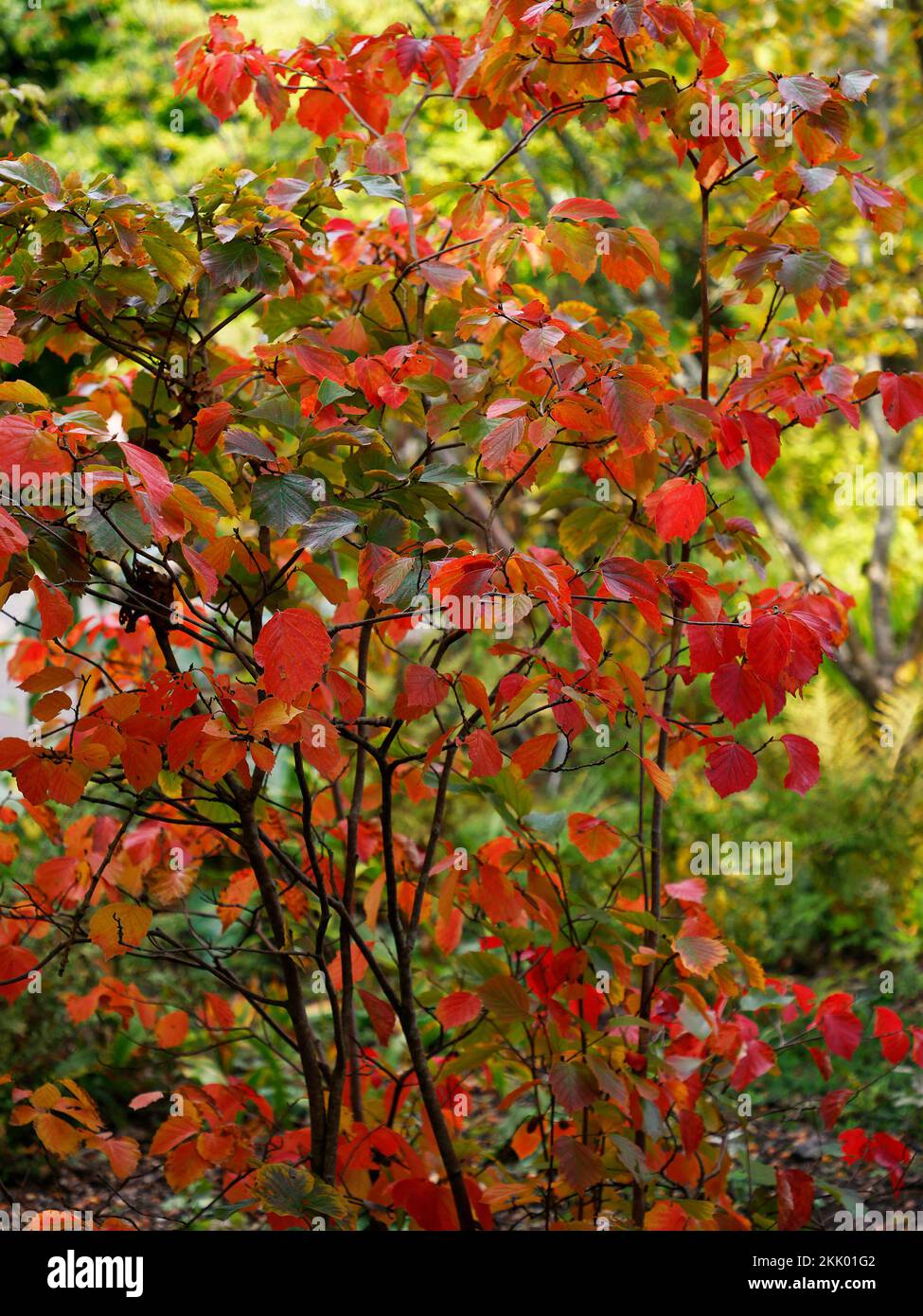 Closeup of the orange red autumn leaves of the deciduous woodland ...