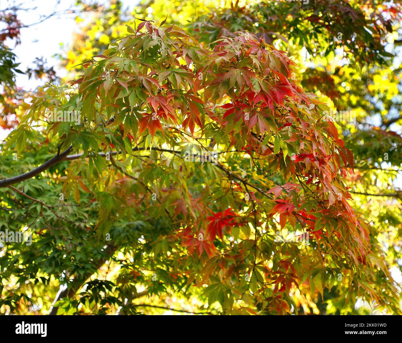 Closeup of the autumn leaves of the deciduous garden tree Acer palmatum ...