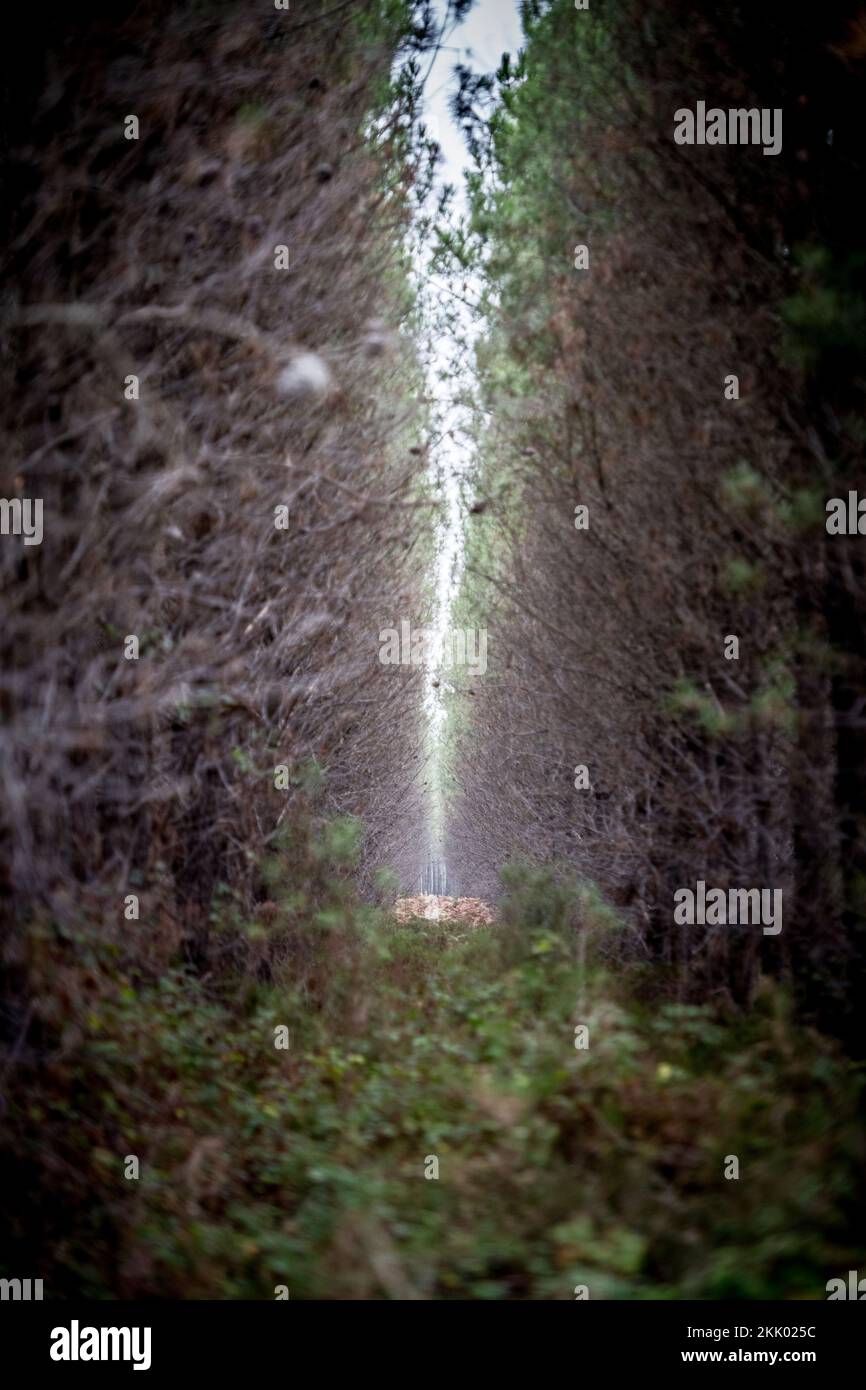 A forest management firebreak disappears into the distance in a pine ...