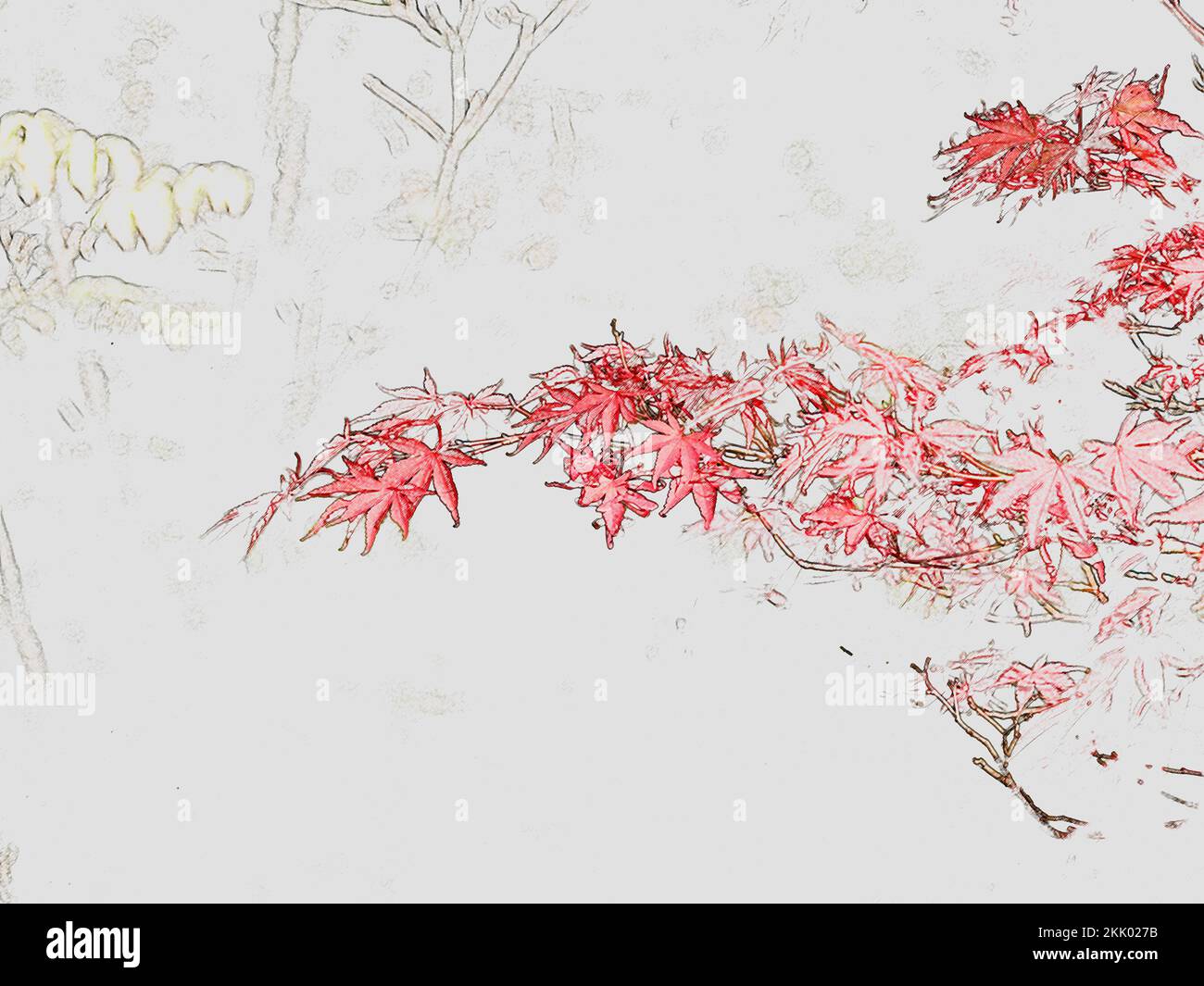 Illustrative close up of the fiery red autumn leaves of the deciduous ...