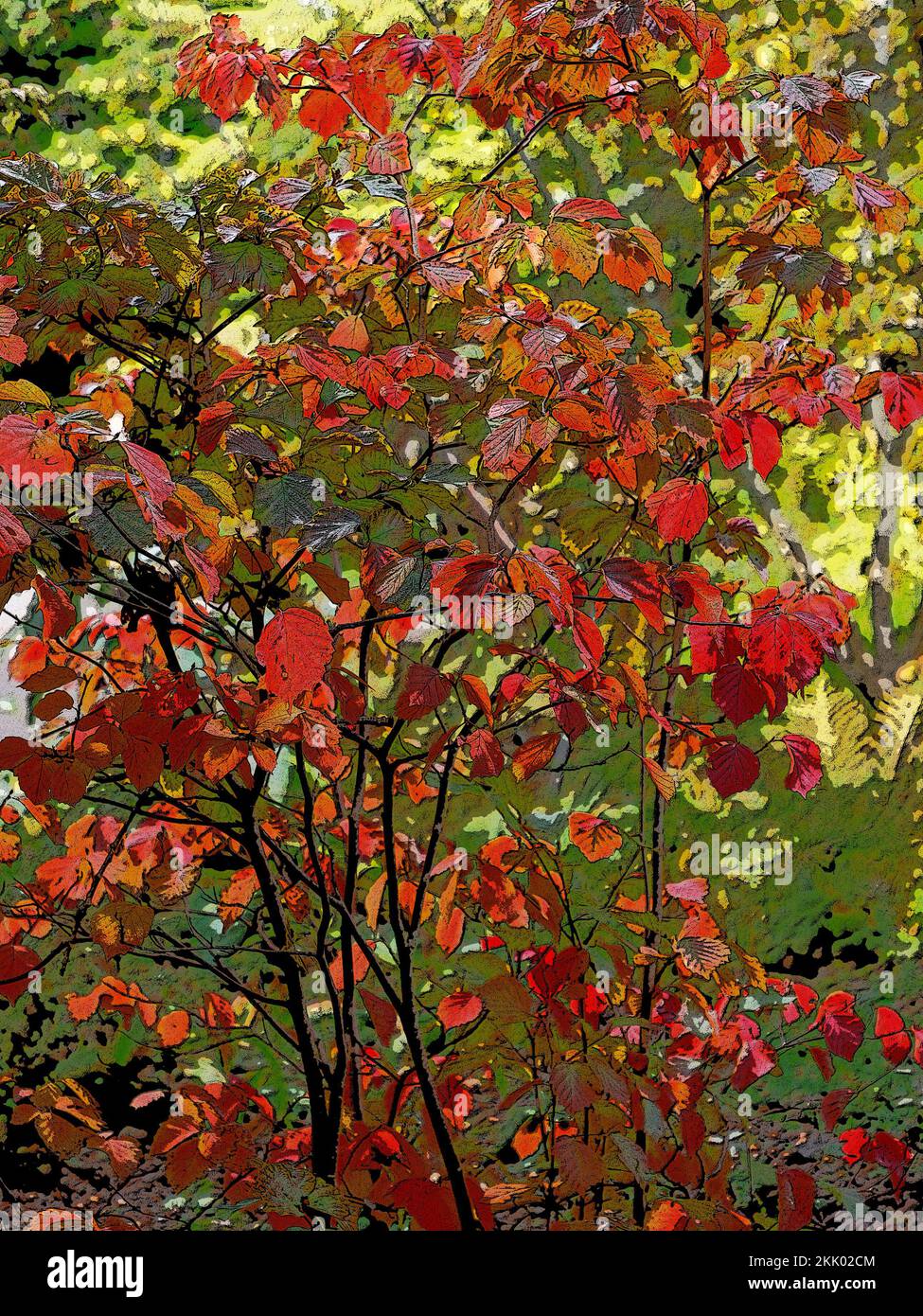 Illustrative closeup of the orange red autumn leaves of the deciduous ...