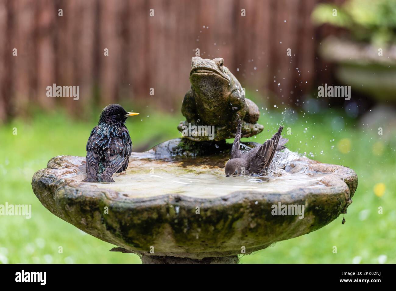 Adult and jeuvenile starlings washing in a garden birdbath ii. June ...