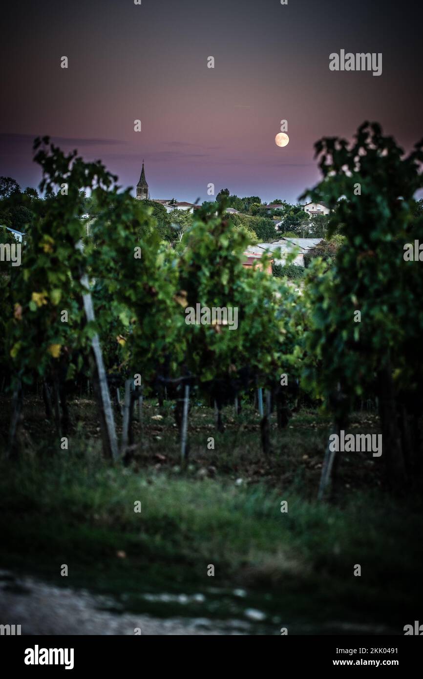 Old gnarled grape vines stand ripening grapes in the moonlit French ...
