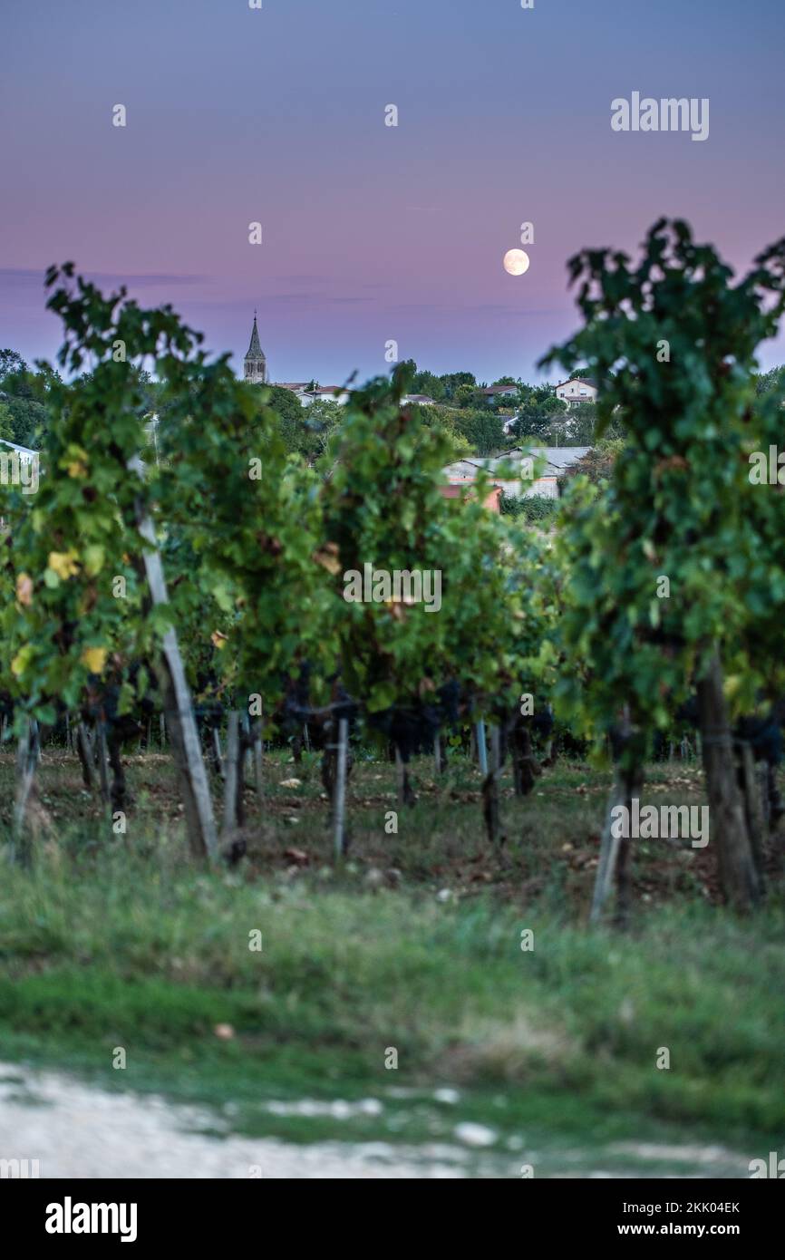 Old gnarled grape vines stand ripening grapes in the moonlit French ...