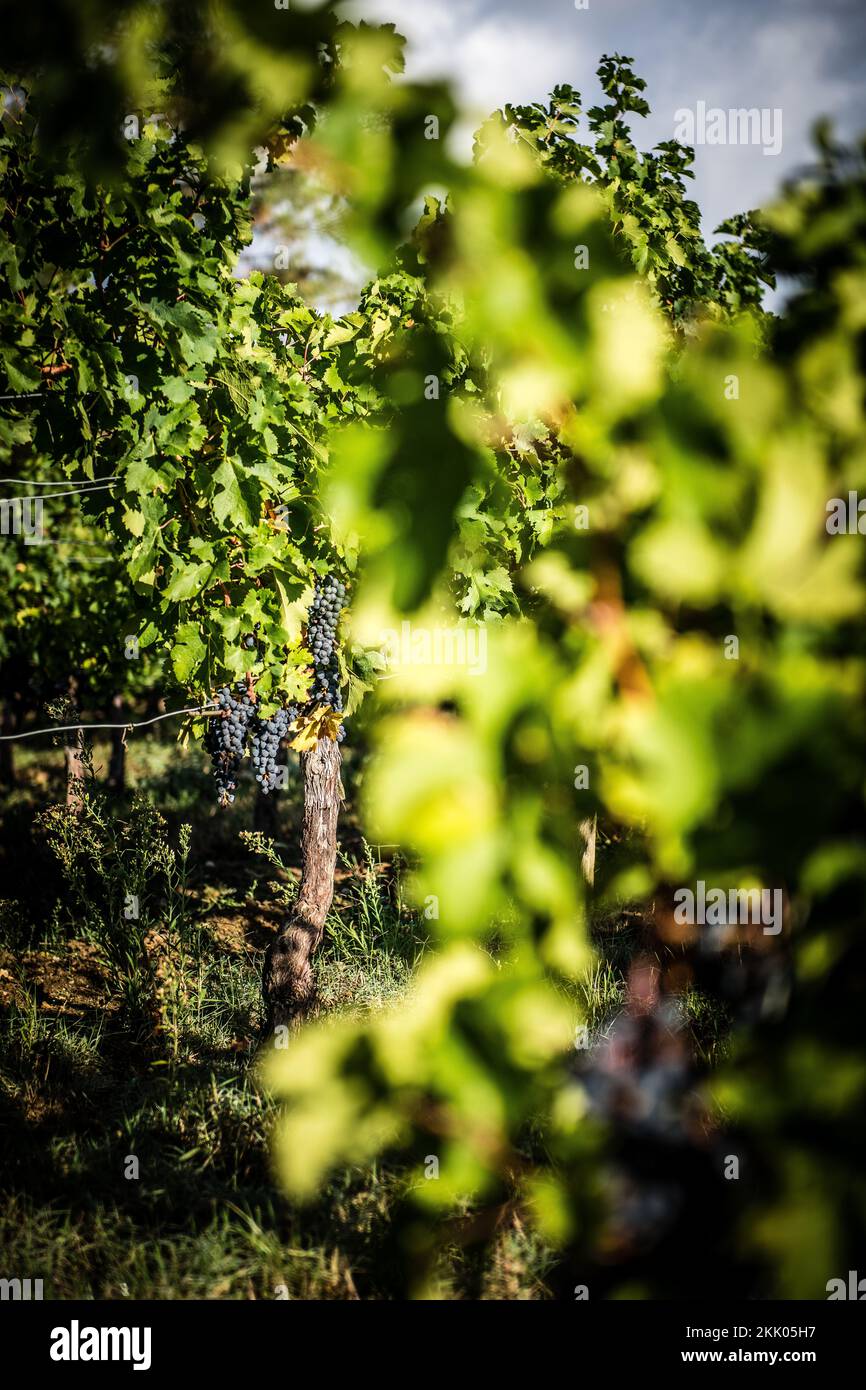 Old gnarled grape vines stand ripening grapes in French countryside ...