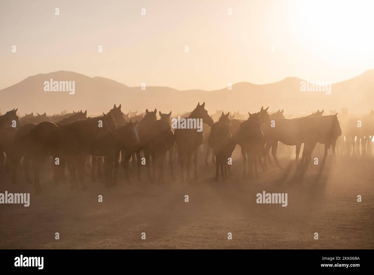 Herd of Wild Horses Running in Dust Stock Photo - Alamy