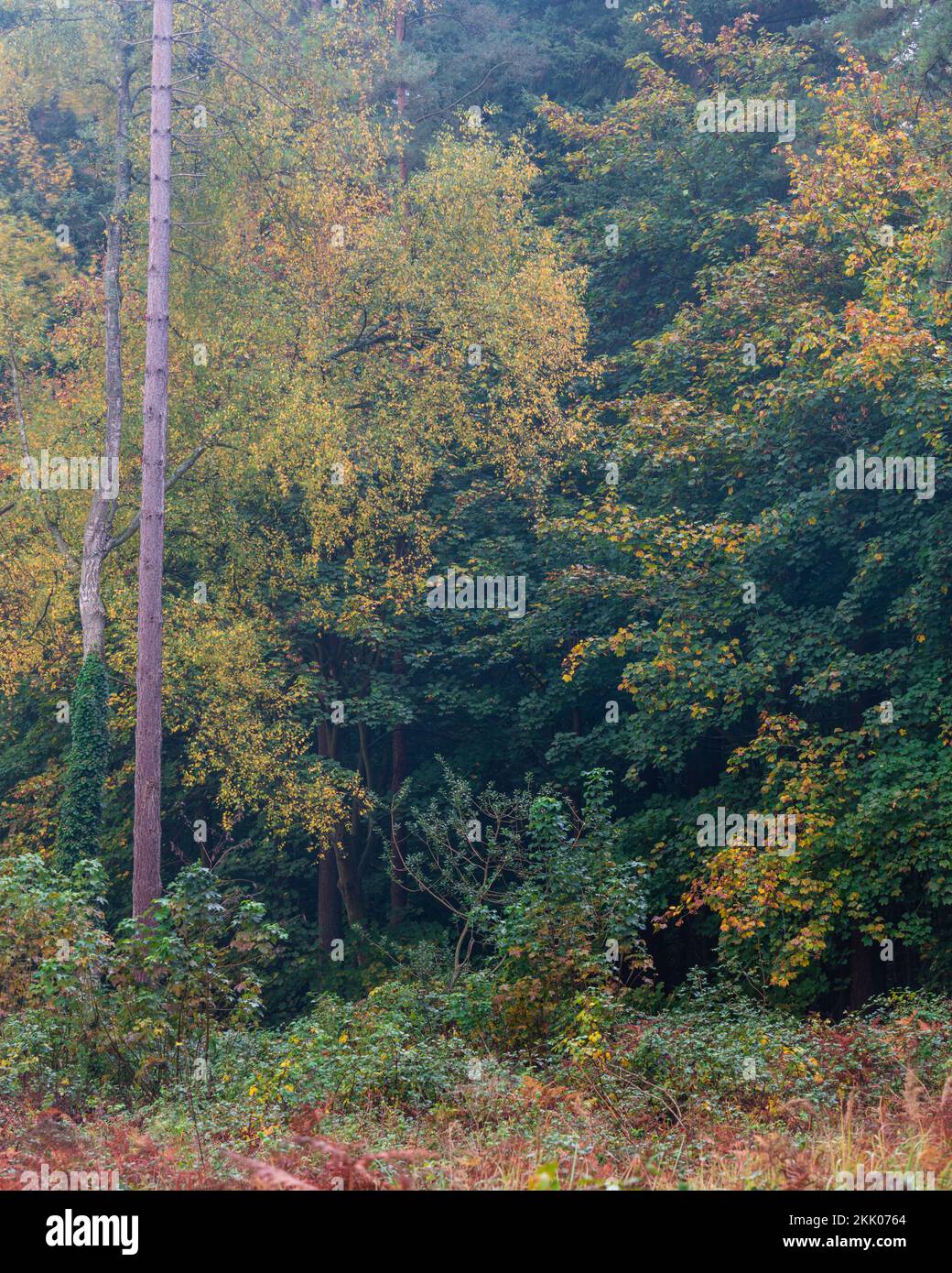 Autumn colours at Thetford forest Norfolk i. Thetford Forest, October ...