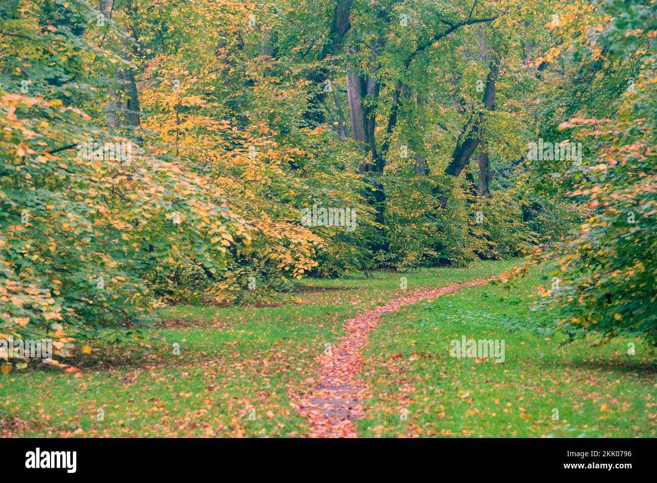 Autumn colours at Thetford forest Norfolk ii with path leading through ...