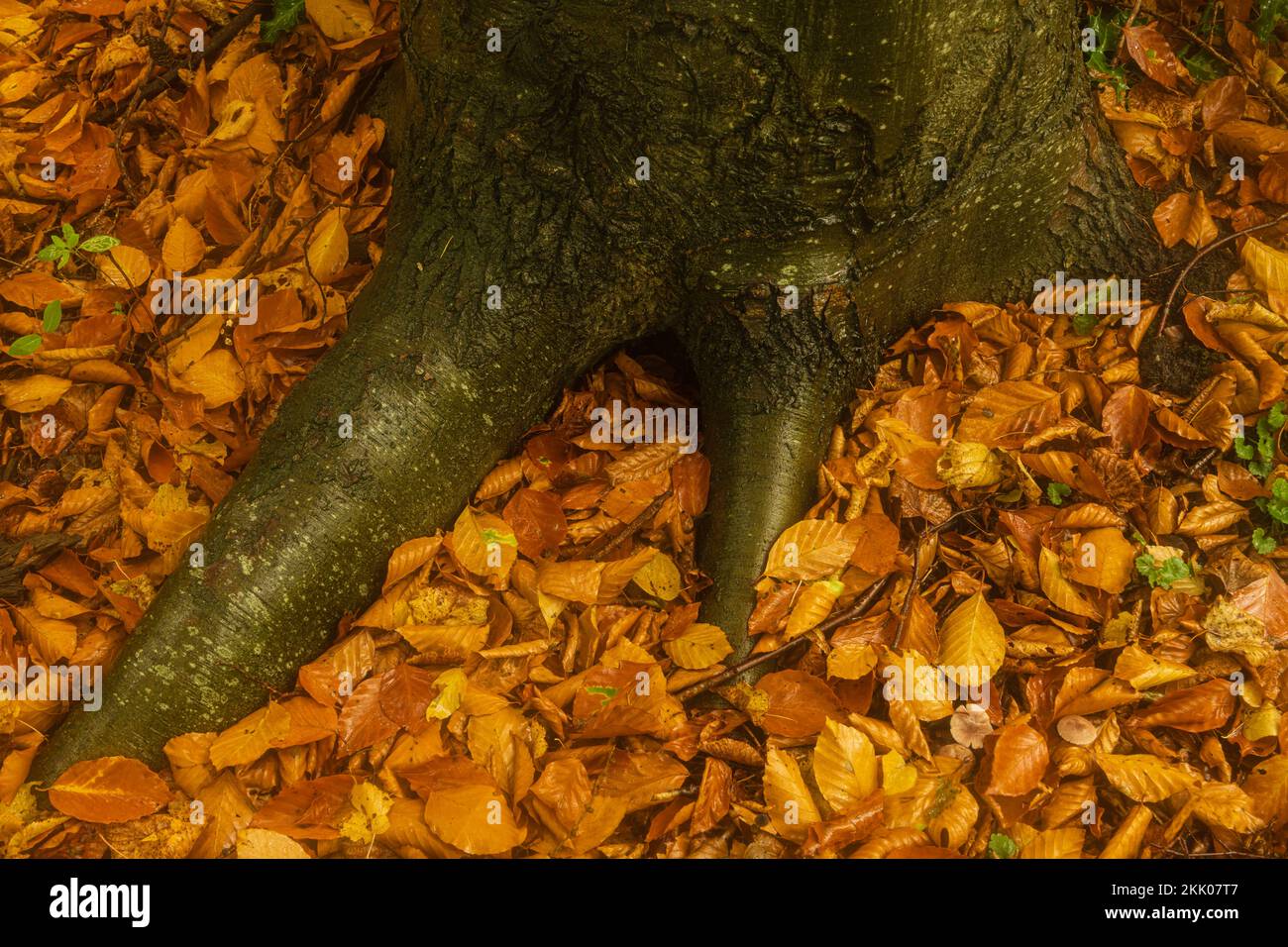 Autumn colours at Thetford forest Norfolk iv beech leaves on the forest ...