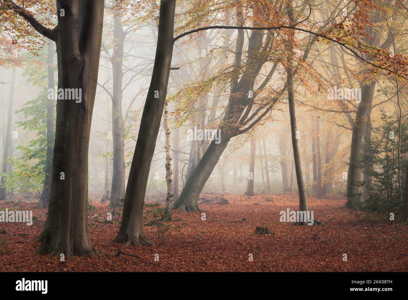 A misty autumn morning in Thorpe woods, Norwich, Norfolk i. Thorpe ...