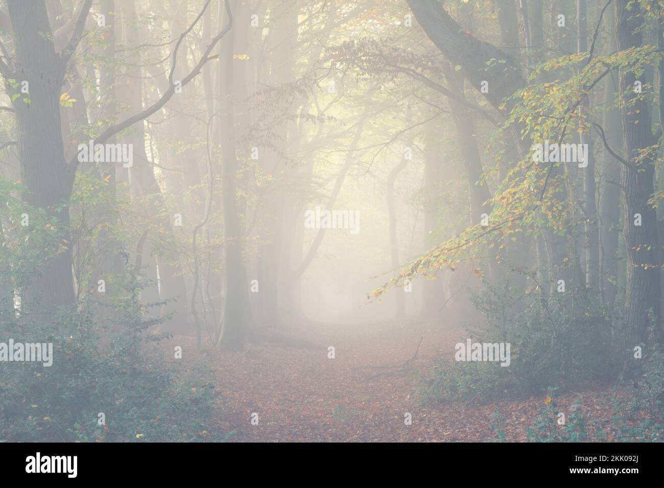 A misty autumn morning in Thorpe woods, Norwich, Norfolk ii foggy ...