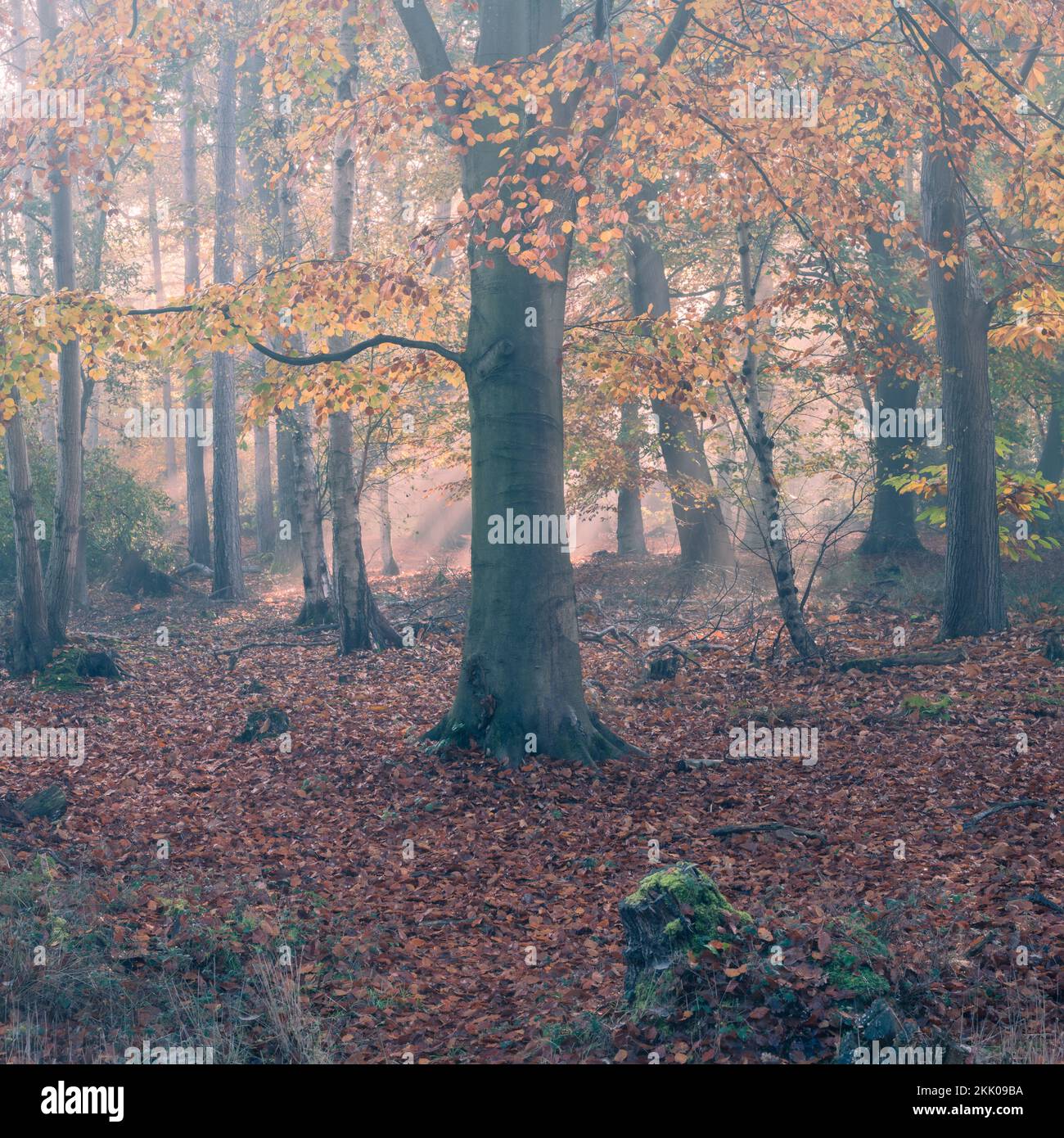A misty autumn morning in Thorpe woods, Norwich, Norfolk iv. Thorpe ...
